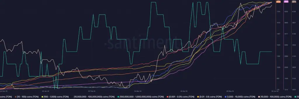 Betekent de stijging in TON holders een stijging van de koers?